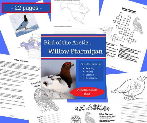 Bird of the Arctic - Willow Ptarmigan - My Teaching Library ...