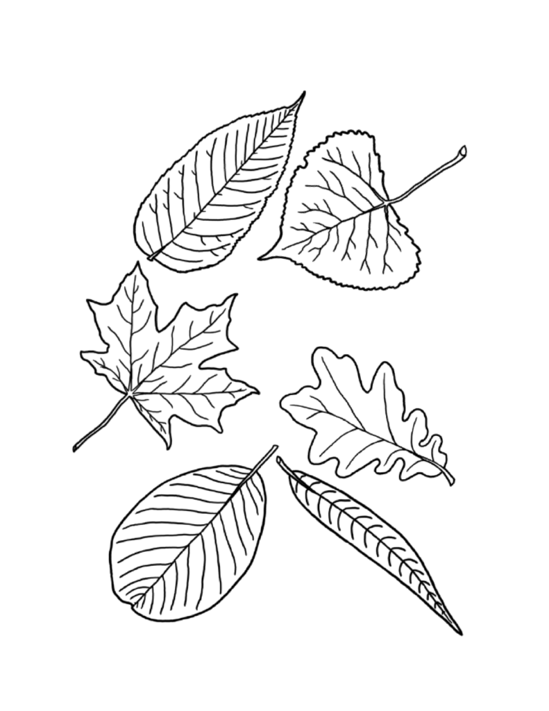 Arbor Day Unit | Learning about Trees - My Teaching Library ...