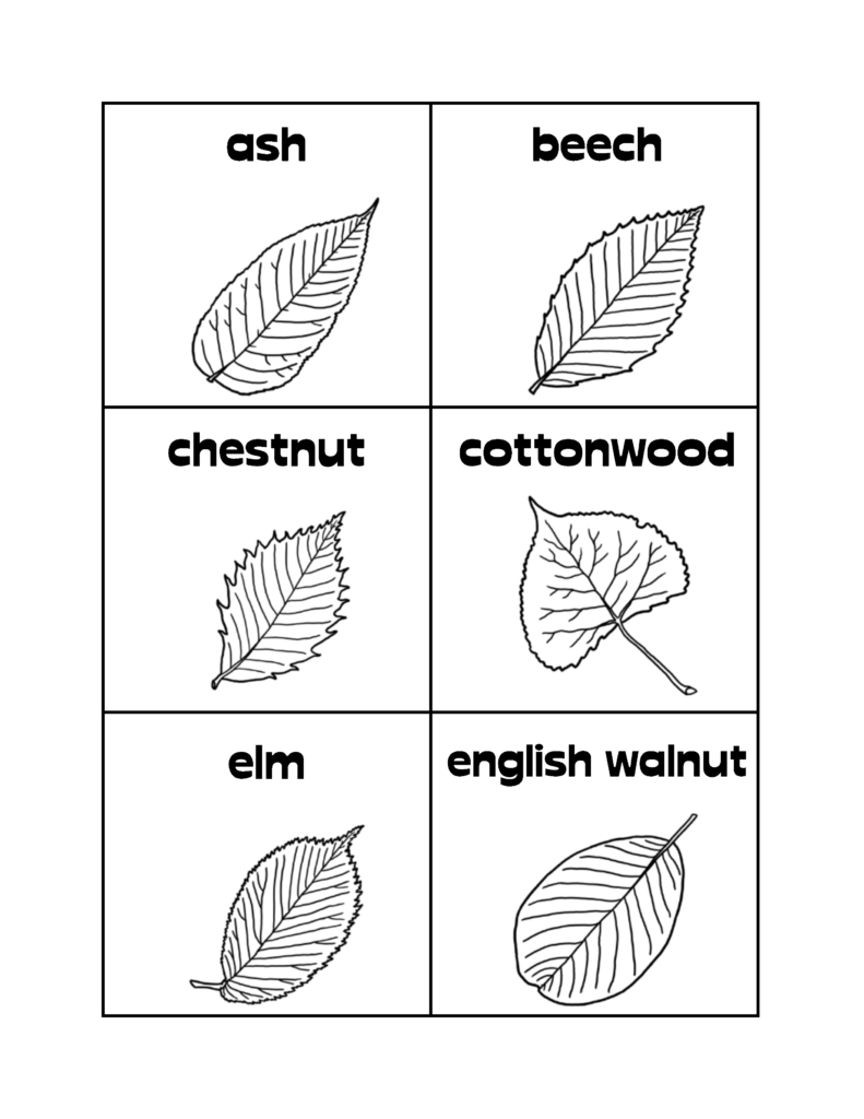 Arbor Day Unit | Learning about Trees - My Teaching Library ...