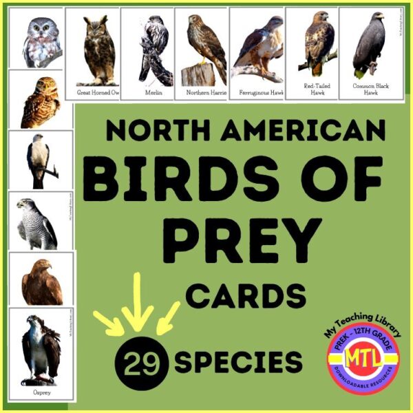 North American Birds of Prey Cards - My Teaching Library ...