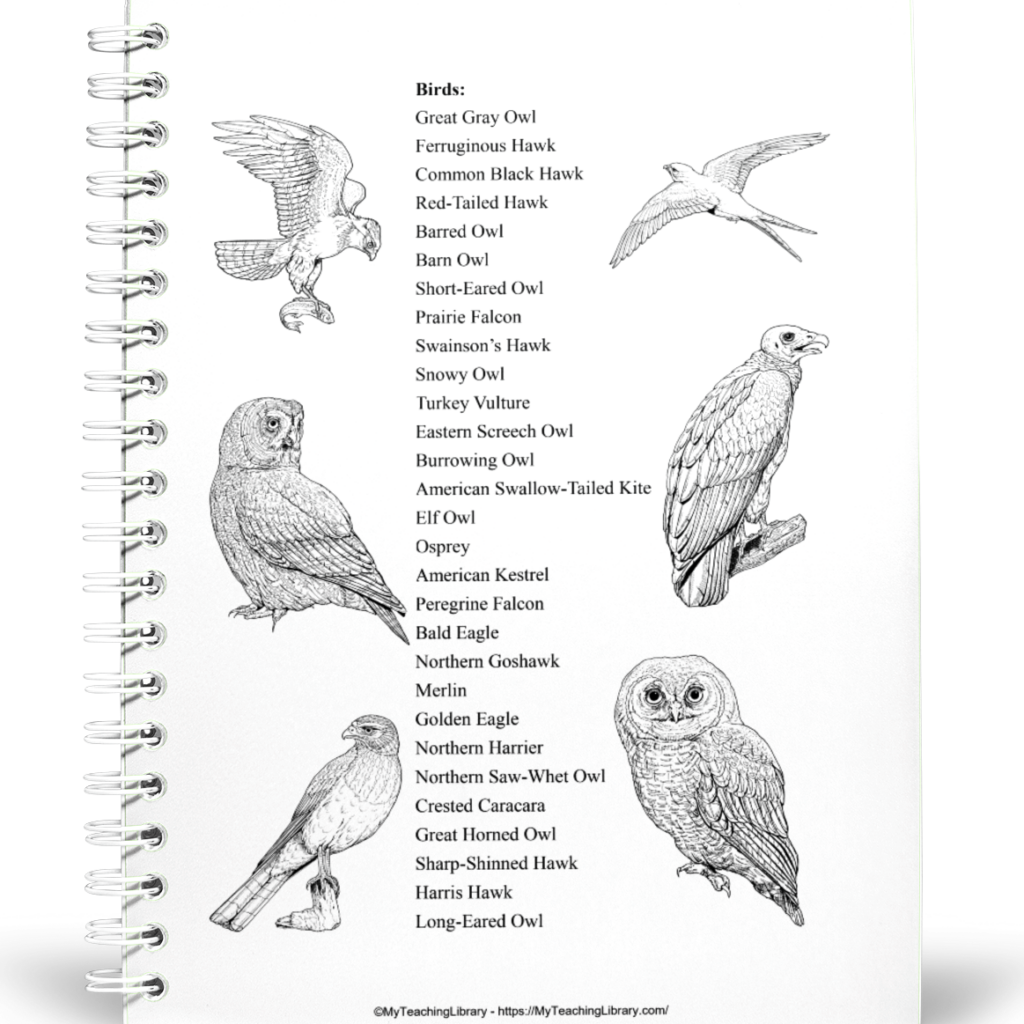 North American Birds of Prey Notebooking / Report Pages - My Teaching ...