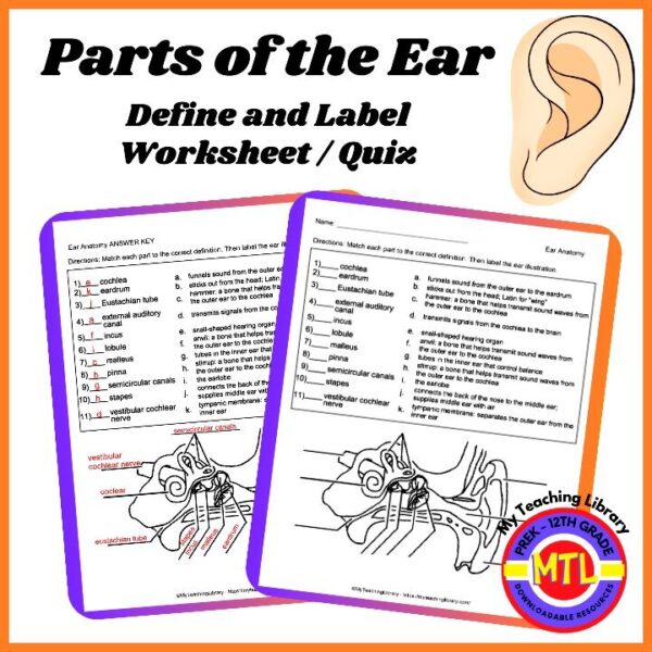 Human Anatomy | Parts of the Ear Worksheet - My Teaching Library ...