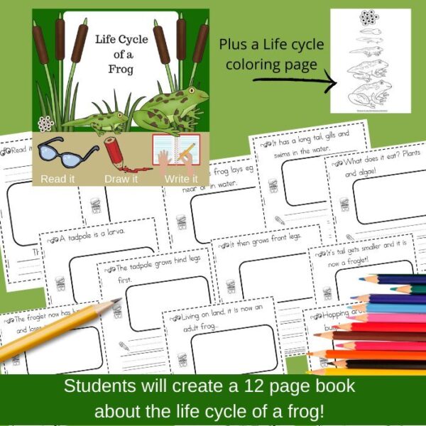 Life Cycle of a Frog | Science Student Created Book - My Teaching ...
