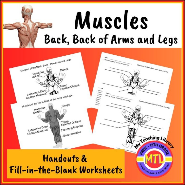 Muscles of the Back | Handouts and Worksheets - My Teaching Library ...