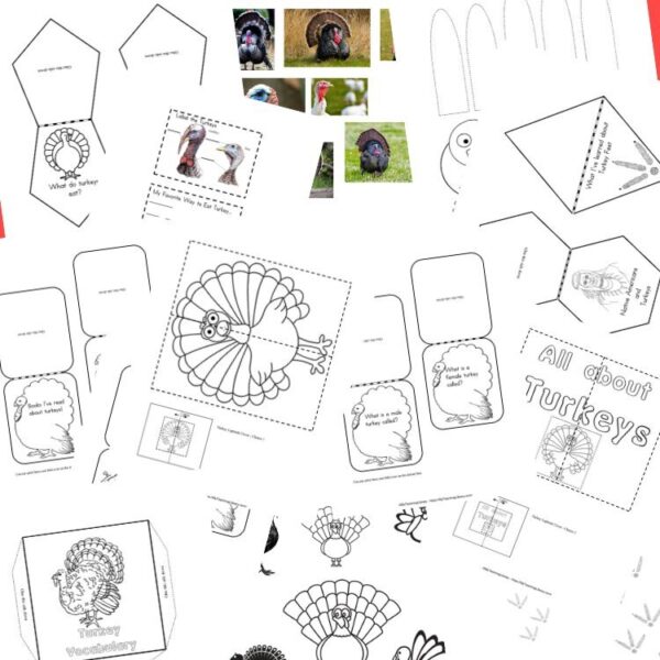 Turkey Lapbook - My Teaching Library | MyTeachingLibrary.com