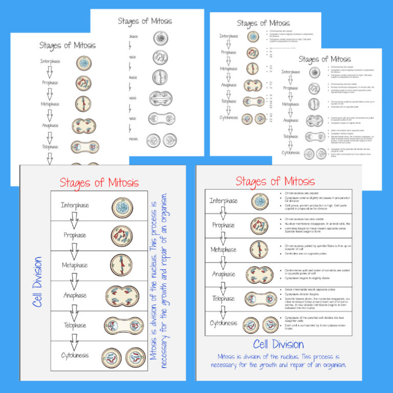 Mitosis Posters | Cellular Division - My Teaching Library ...