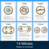 Mitosis Posters | Cellular Division - My Teaching Library ...