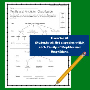 Reptile and Amphibian Classification Activities - My Teaching Library ...