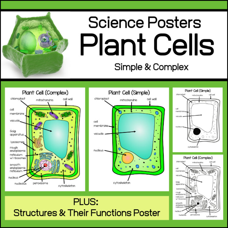 Plant Cell Posters | Simple and Complex - My Teaching Library ...