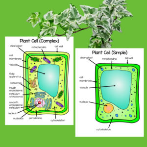 Plant Cell Posters | Simple and Complex - My Teaching Library ...