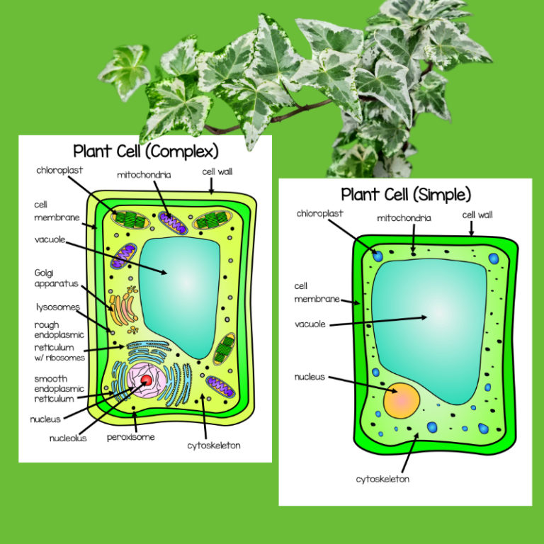 Plant Cell Posters | Simple and Complex - My Teaching Library ...