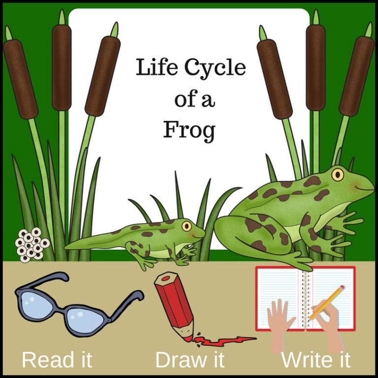 Life Cycle of a Frog | Science Student Created Book - My Teaching ...