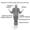 Muscles of the Back Posters + Worksheets - My Teaching Library | CHSH ...