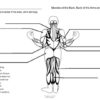 Muscles of the Back Posters + Worksheets - My Teaching Library | CHSH ...