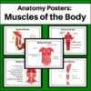 Anatomy Posters: Muscles of the Body - My Teaching Library ...
