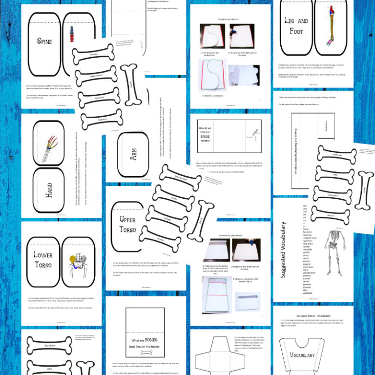 Skeletal System | Interactive Learning Project - My Teaching Library ...