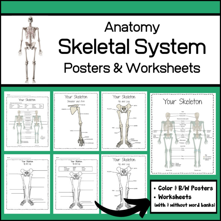 Skeletal System | Anatomy Posters and Worksheets - My Teaching Library ...