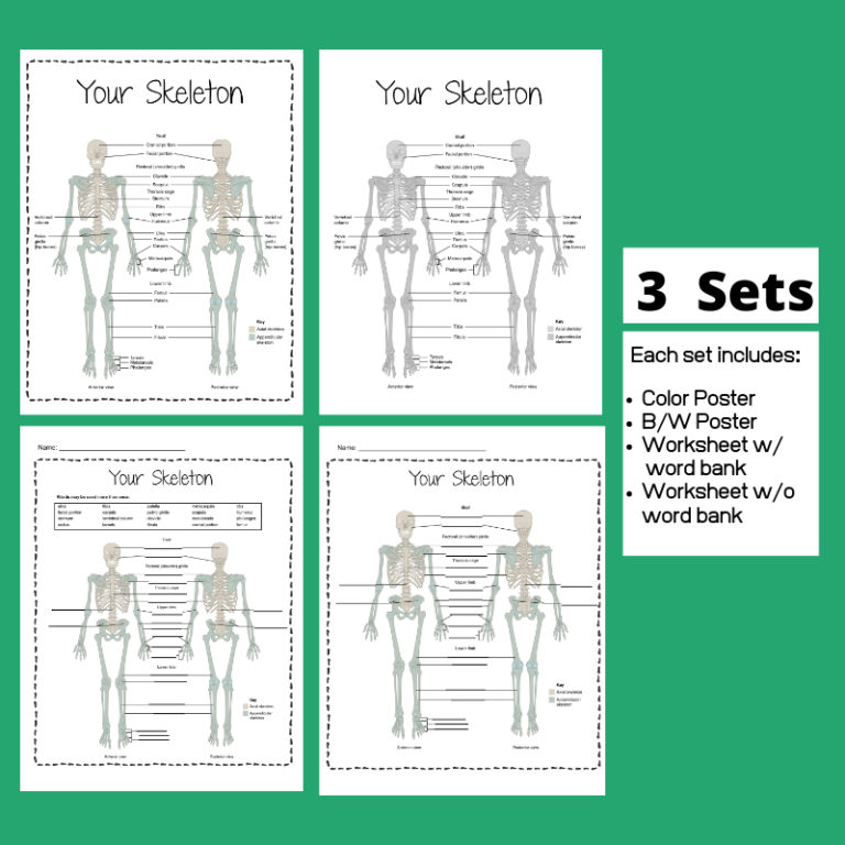 Skeletal System | Anatomy Posters and Worksheets - My Teaching Library ...