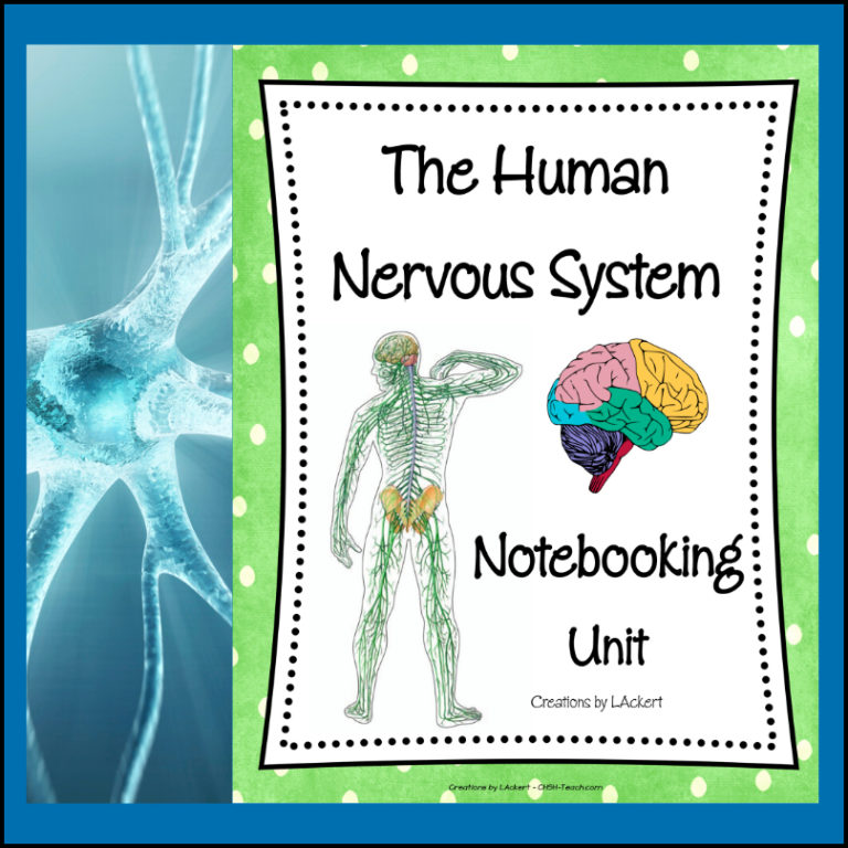 Nervous System | Interactive Project - My Teaching Library ... Nervous System | Interactive Project - My Teaching Library ...