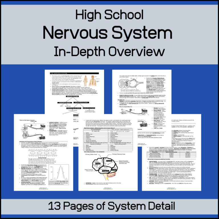Nervous System In-Depth Overview - My Teaching Library ...