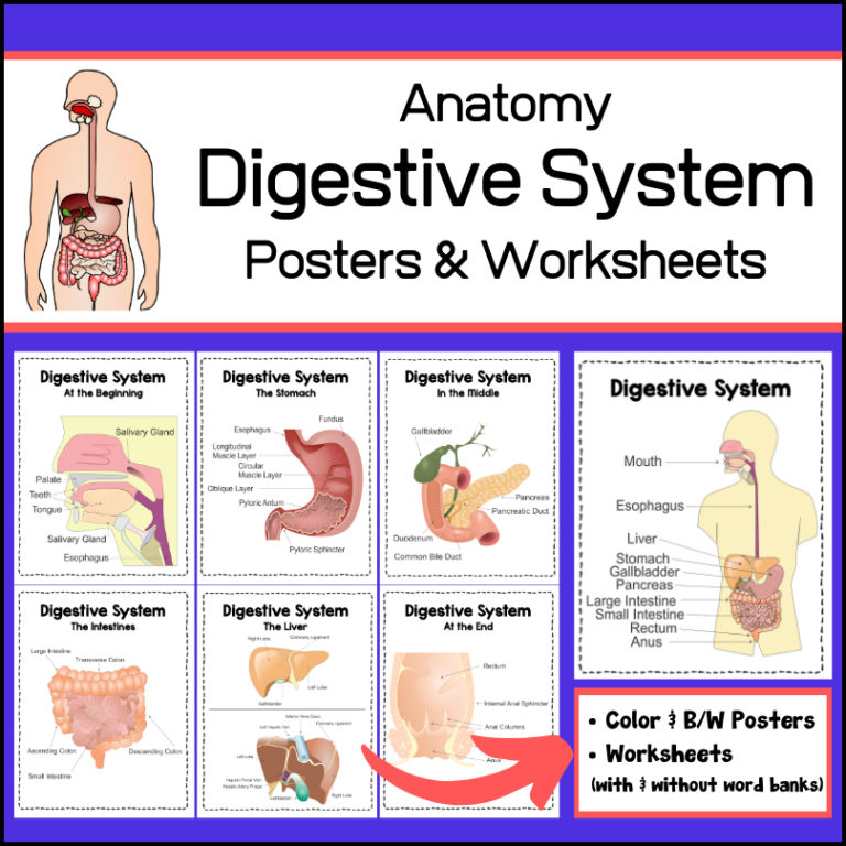 Digestive System | Anatomy Posters and Worksheets - My Teaching Library ...