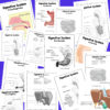 Digestive System | Anatomy Posters and Worksheets - My Teaching Library ...