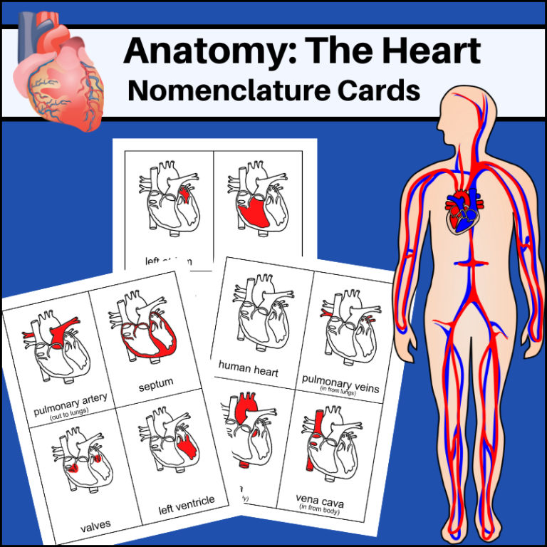 The Heart - Human Anatomy Nomenclature Cards - My Teaching Library ...
