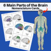 Nomenclature Cards: Human Brain - My Teaching Library ...