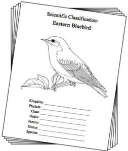 Missouri Eastern Bluebird Notebooking Pages - My Teaching Library ...