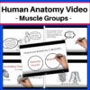 Muscles of the Leg Posters + Worksheets - My Teaching Library ...
