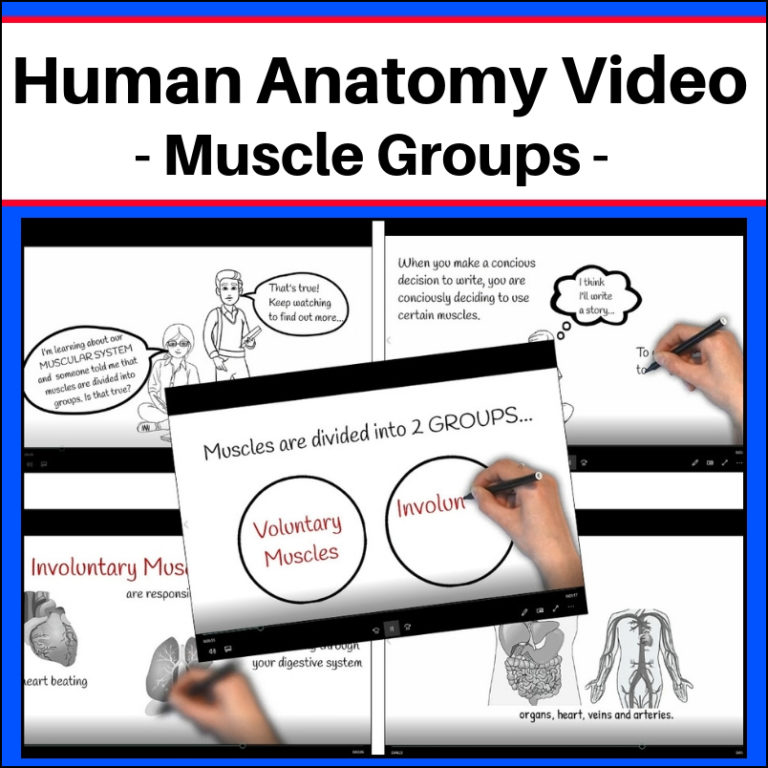 Muscles of the Leg Posters + Worksheets - My Teaching Library ...