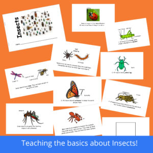 Insects Mini-Book - My Teaching Library | MyTeachingLibrary.com