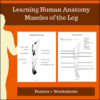 Muscles of the Leg Posters + Worksheets - My Teaching Library ...