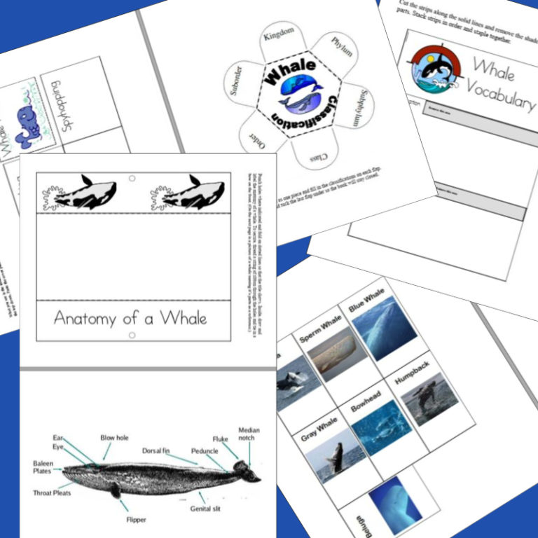 Whale Lapbook - My Teaching Library | MyTeachingLibrary.com