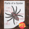 Spider Science Bundle - My Teaching Library | MyTeachingLibrary.com