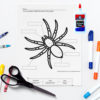 Spider Science Bundle - My Teaching Library | MyTeachingLibrary.com