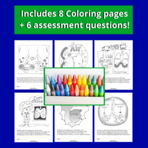 Your Respiratory System | Coloring Book - My Teaching Library ...