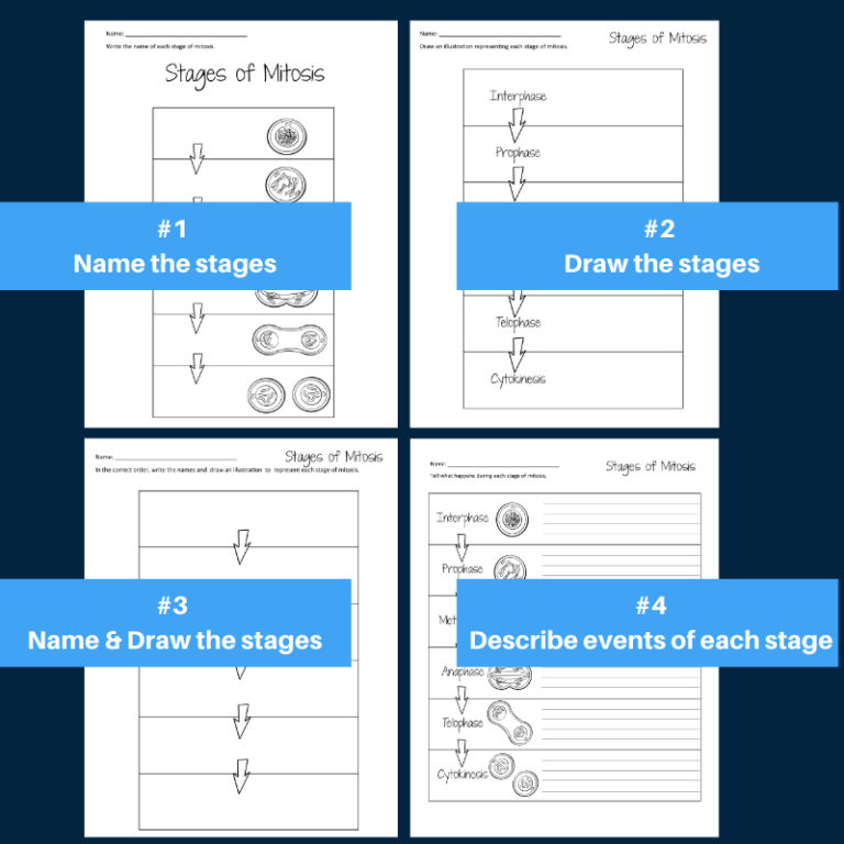 Mitosis Worksheets - My Teaching Library | MyTeachingLibrary.com