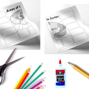 Biology Notebooking Foldable - The Brain - My Teaching Library ...