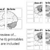 Biology Notebooking Foldable - The Brain - My Teaching Library ...