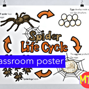 Spider Life Cycle | Poster and Activities - My Teaching Library ...