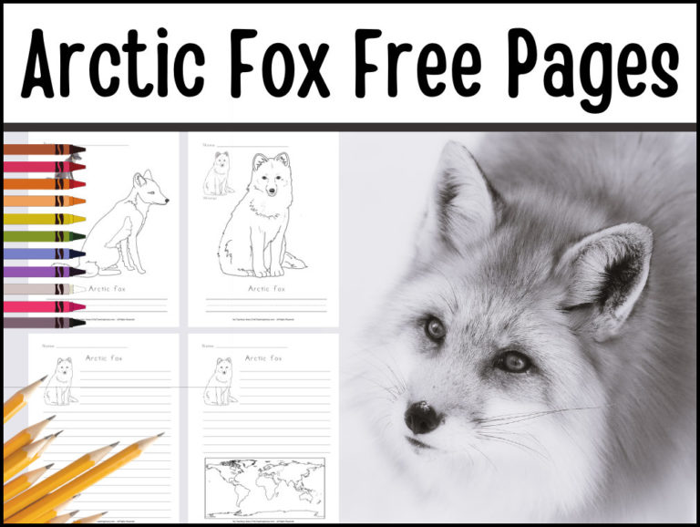 Studying the Arctic Fox - My Teaching Library | MyTeachingLibrary.com