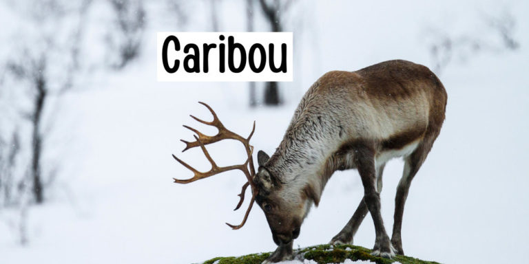 Caribou or a Reindeer? - My Teaching Library | MyTeachingLibrary.com