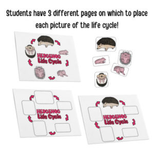 Life Cycle of a Hedgehog | Early Learning - My Teaching Library ...