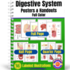 Digestive System | Posters and Handouts - My Teaching Library ...