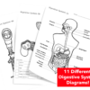Digestive System | Coloring Workbook - My Teaching Library ...