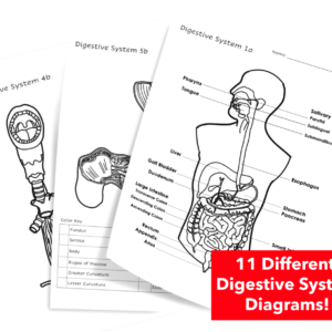 Digestive System | Coloring Workbook - My Teaching Library ...