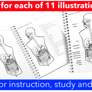 Digestive System | Coloring Workbook - My Teaching Library ...