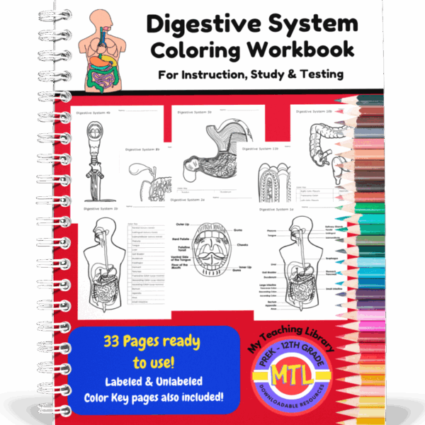 Digestive System | Coloring Workbook - My Teaching Library ...