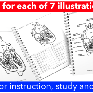 Circulatory System | Coloring Workbook - My Teaching Library ...